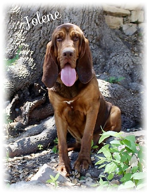 Boerner's Singing Jolene - Boerner's Bloodhounds & Bernese Mountain Dogs